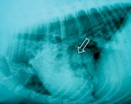 Canine blastomycosis: A review and update on diagnosis and treatment