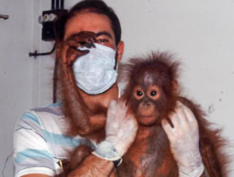 From the lens of a veterinarian: Bornean orangutan (man of the forest)