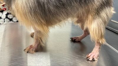 New mAb injection is launching for canine allergic and atopic ...