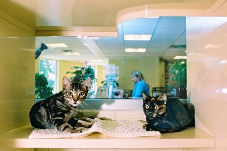 Cat-friendly accommodations for feline veterinary patients | dvm360