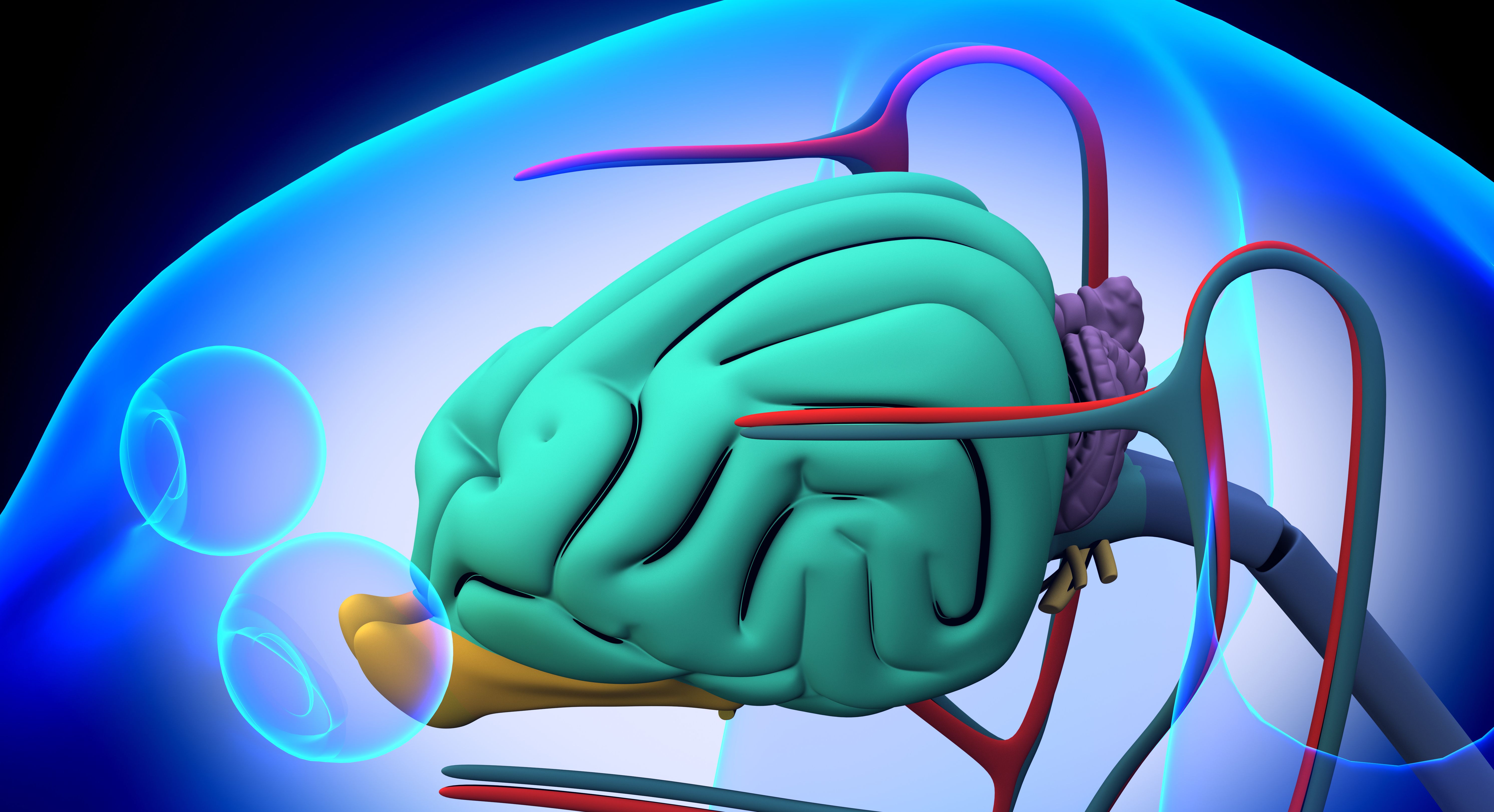 Working between the brain and the mind