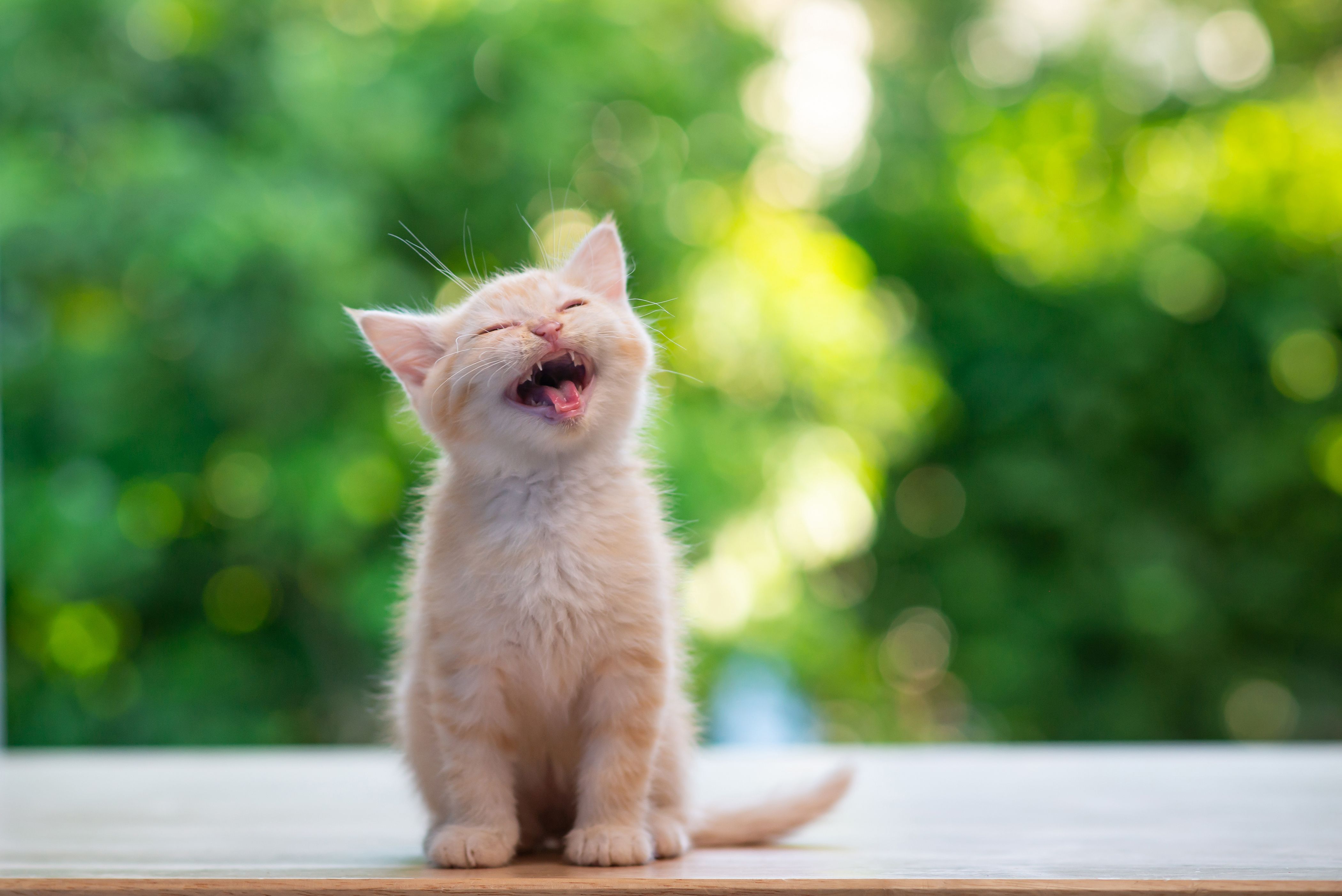 Hill’s Pet Nutrition releases first kitten-focused report to support ...