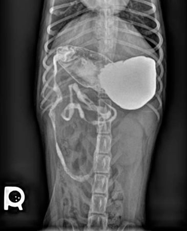 Skills Laboratory: How to perform a positive contrast gastrointestinal ...