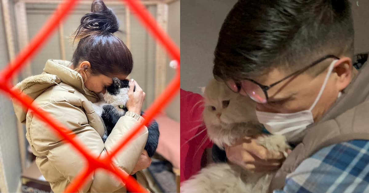 SPCA International and partners rescue 285 dogs and cats stranded in ...