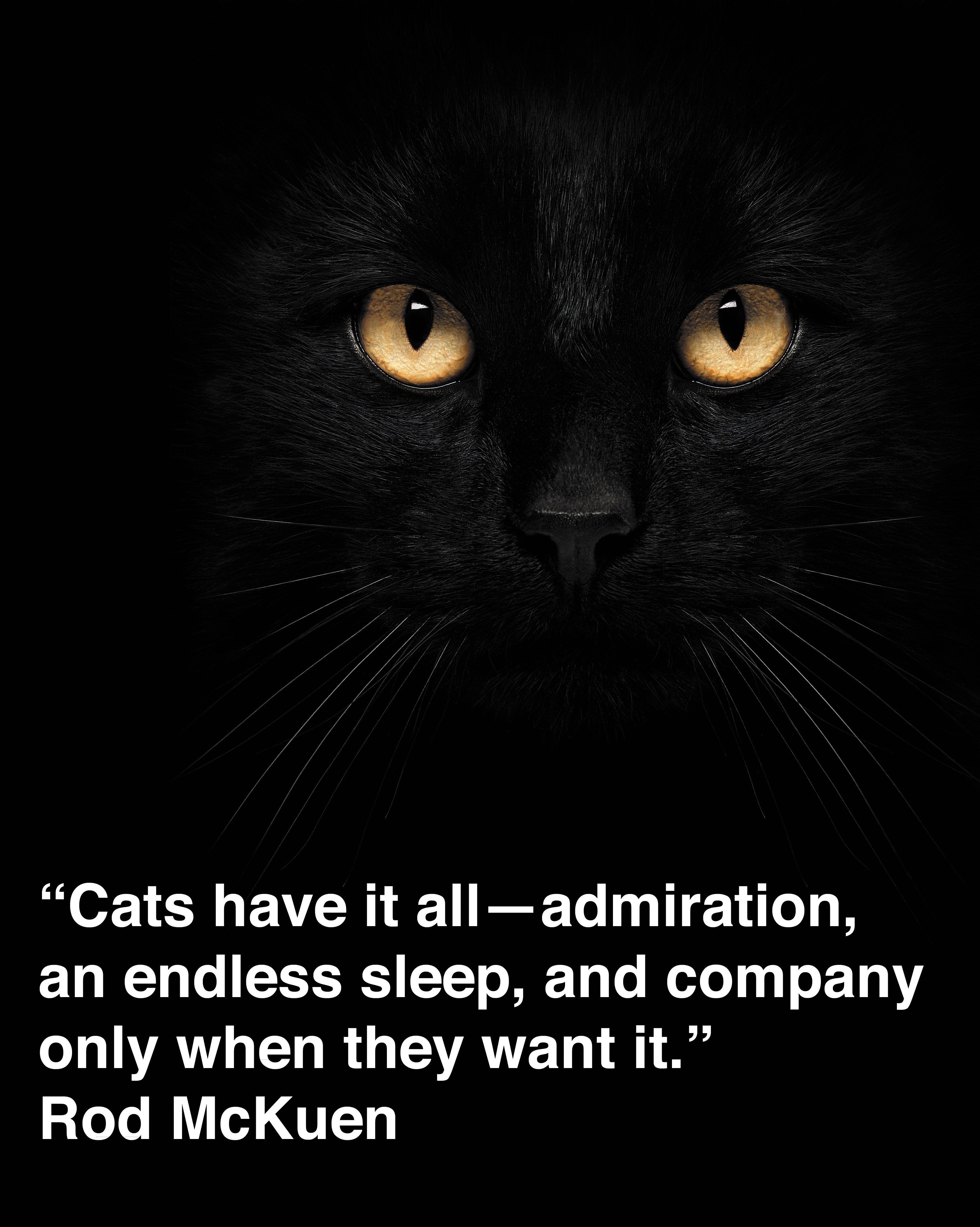 10 essential cats and quotes