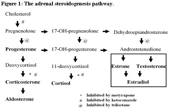 Current controversies in canine Cushing's syndrome (Proceedings)