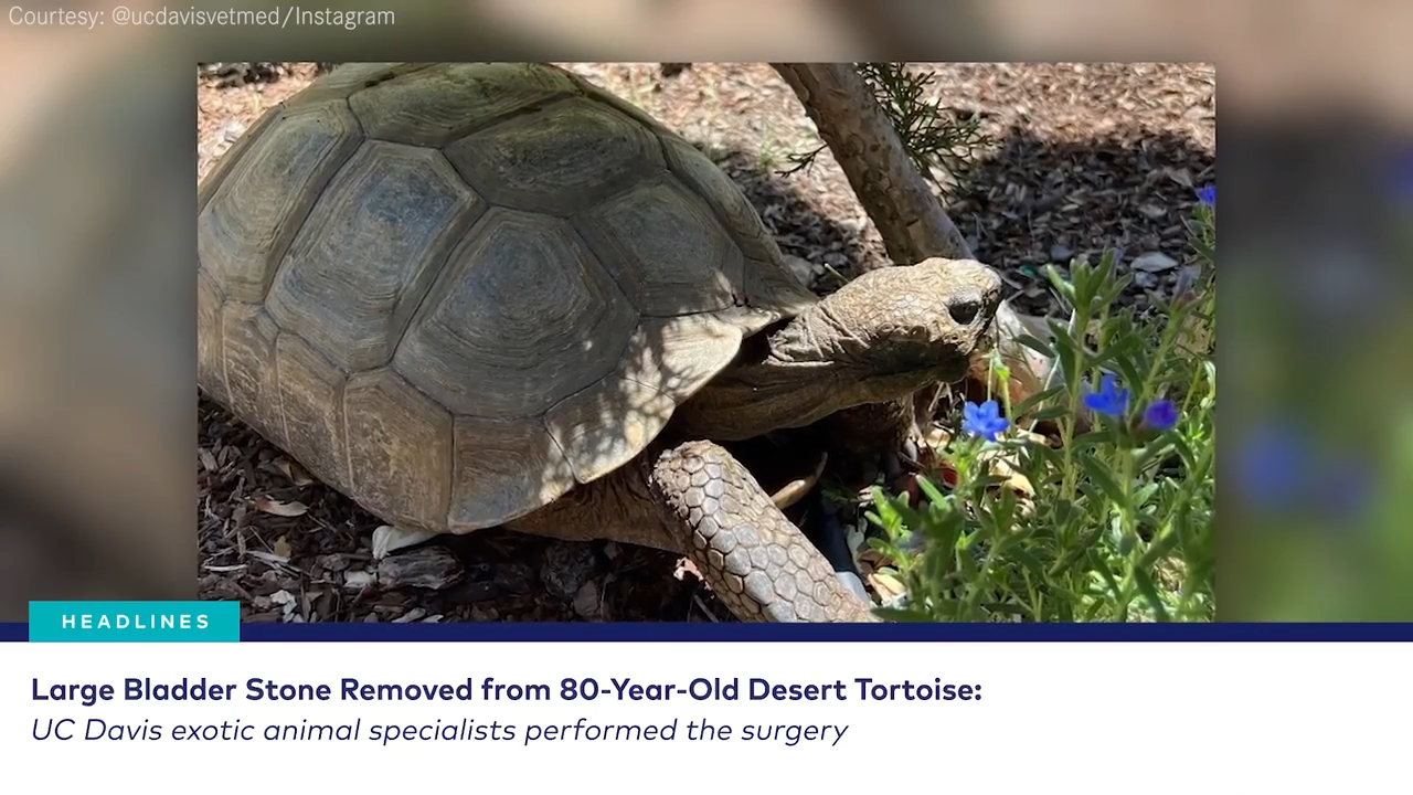 Cat-transmitted sporotrichosis, tortoise bladder surgery, and more