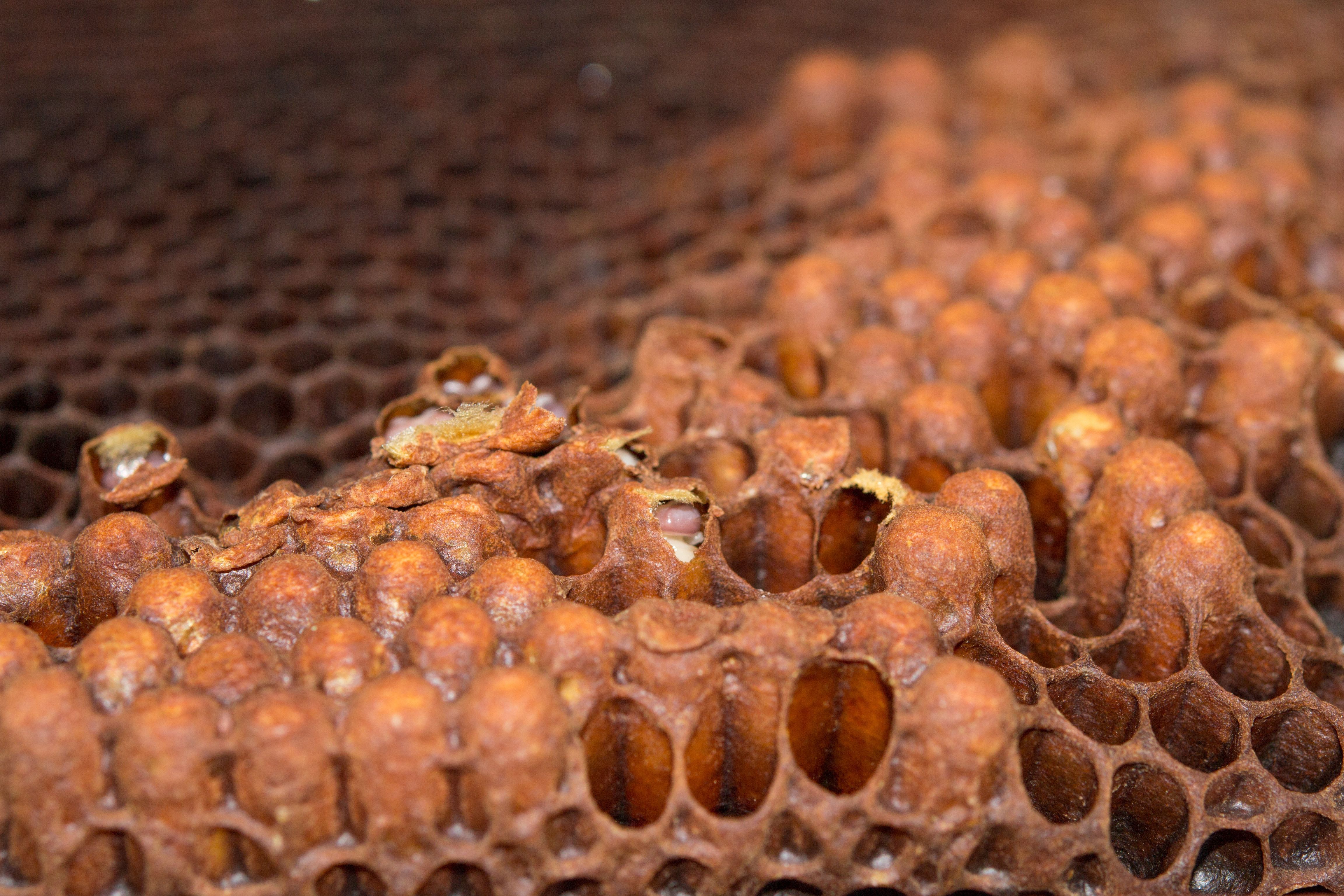 Common diseases in bees