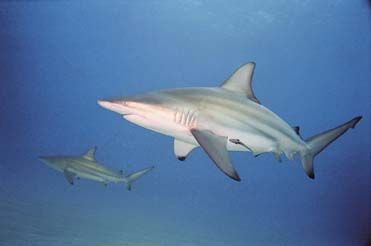 Dr. Burns' shark photos