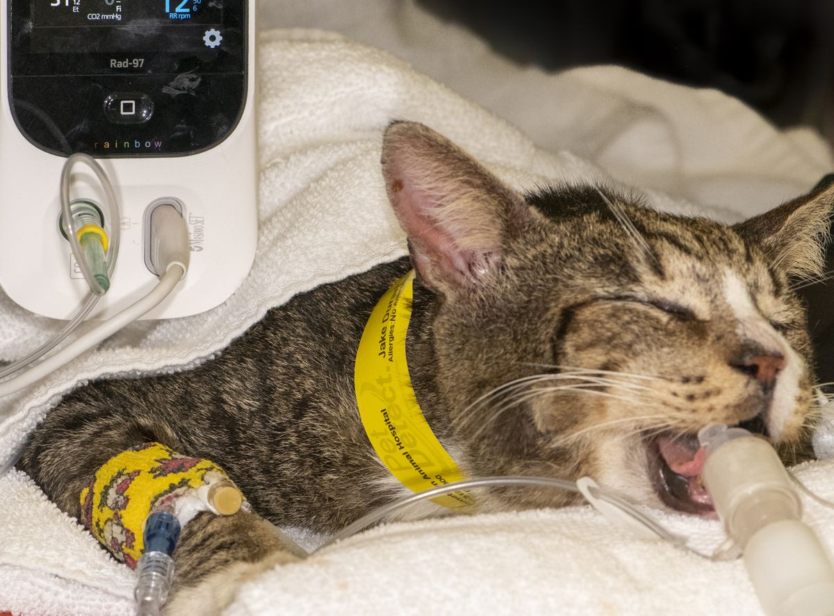 The ABCs of veterinary dentistry: V is for ventilation monitoring