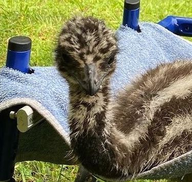 First-ever emu to travel by wheelchair