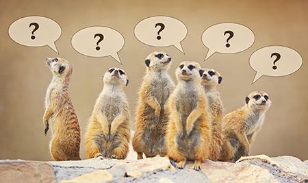 8 must-ask questions for veterinary hospital hires | dvm360