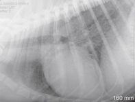 Canine blastomycosis: A review and update on diagnosis and treatment