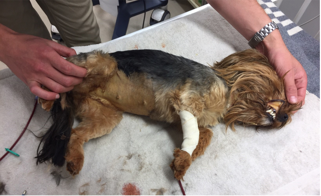Repurposing common endocrine tests for use in canine critical illness ...