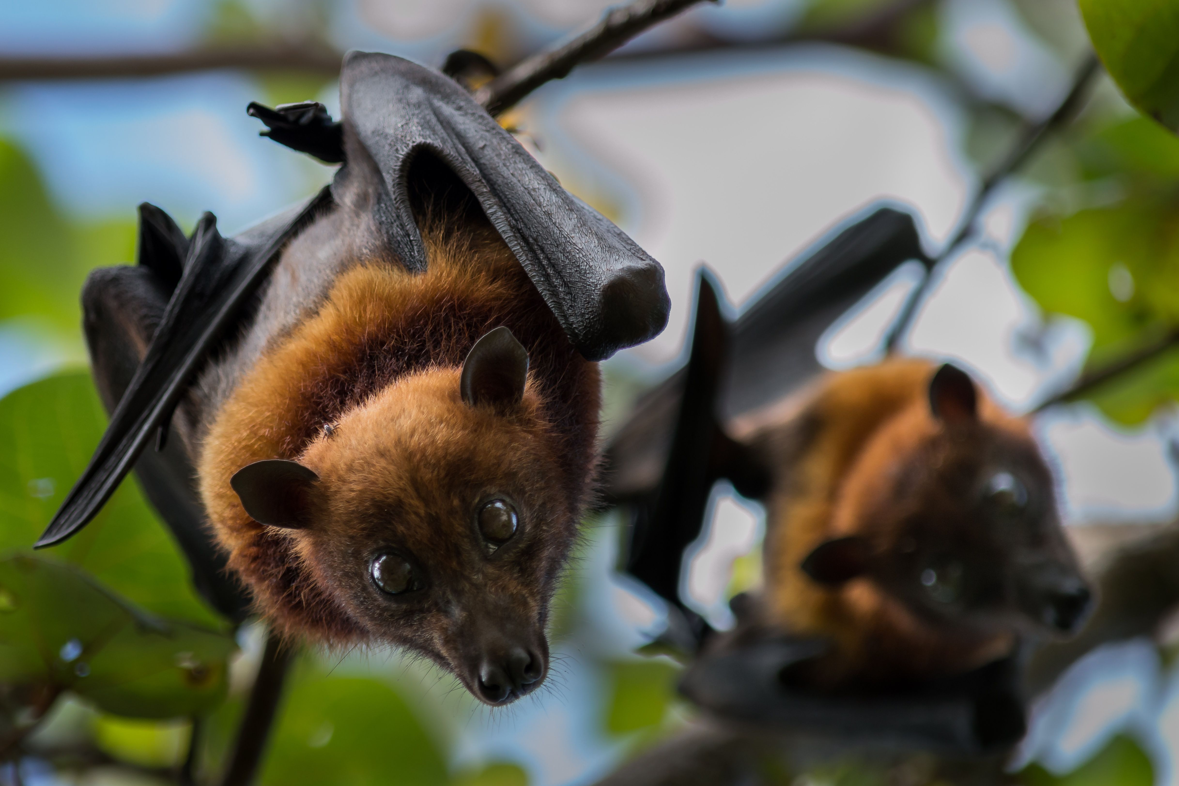 Two Nipah virus infections confirmed in West Bengal, WHO urges One ...