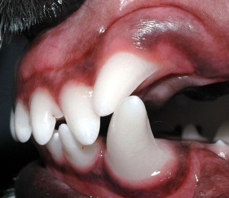 The ABCs of veterinary dentistry: M is for malposition and malocclusion