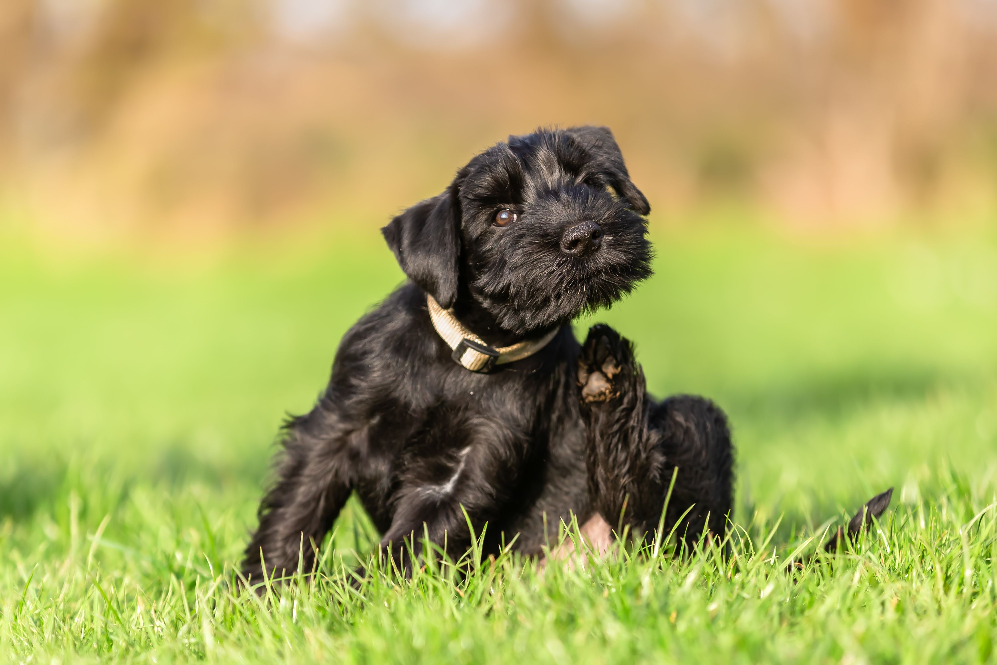 Canine atopic dermatitis: a roadmap to individualized, multimodal ...