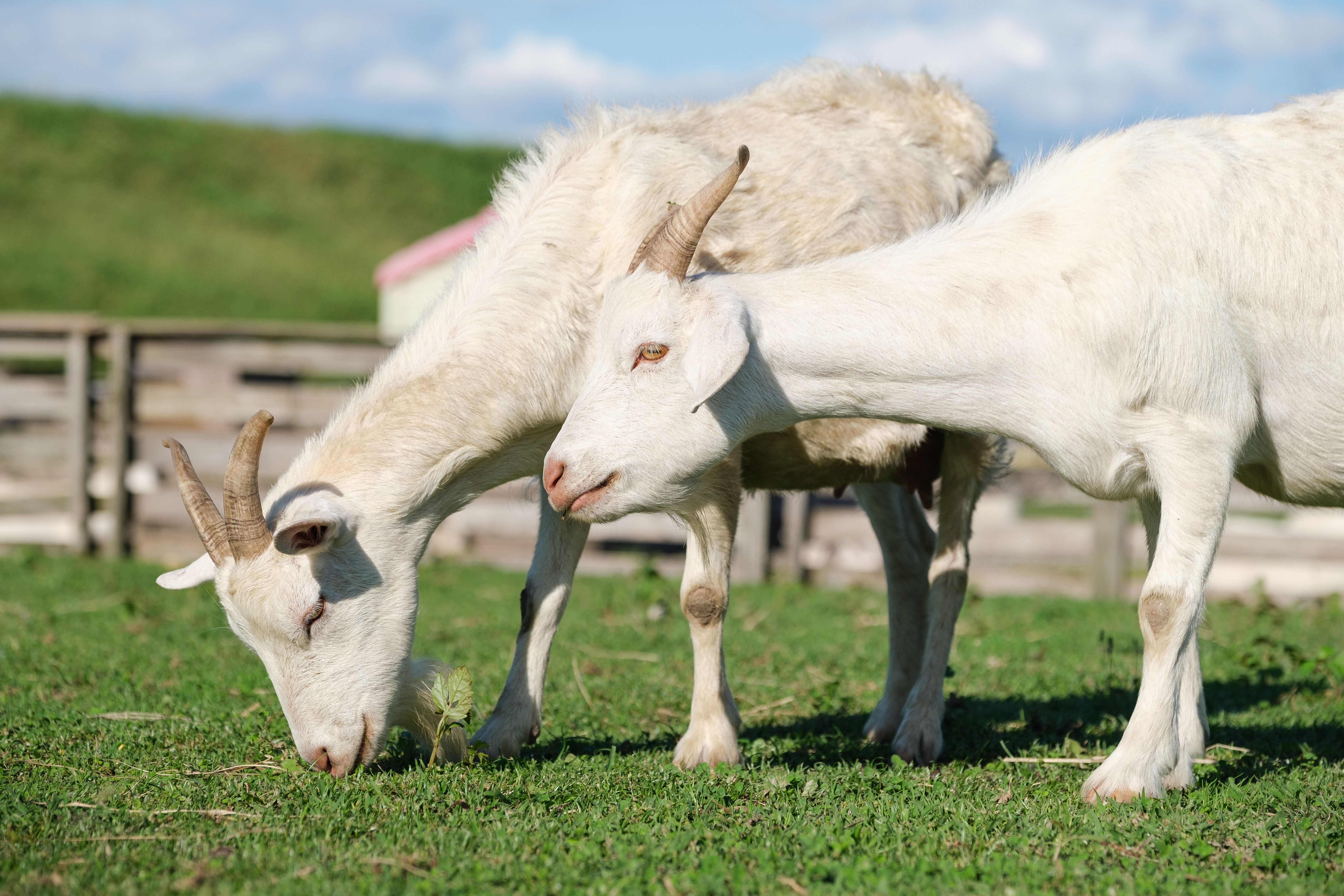 When obstructive urolithiasis occurs in goats, surgical intervention ...