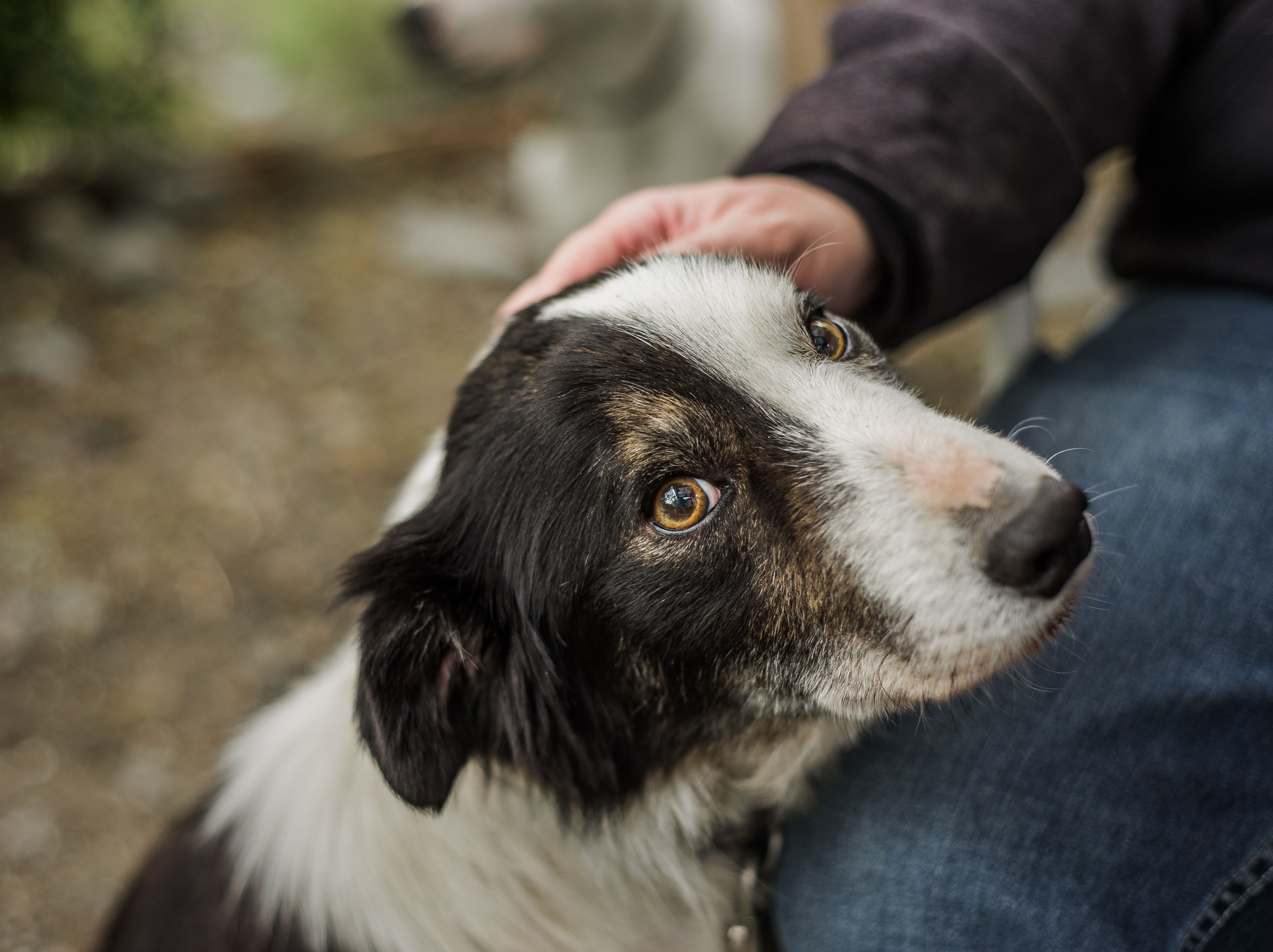 Understanding the posttraumatic stress continuum in dogs | dvm360