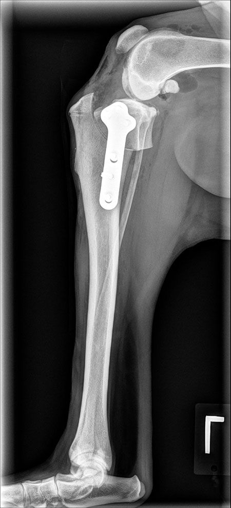 Cranial cruciate ligament injuries in dogswhere to go next?