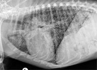 Radiographic evaluation of pulmonary patterns and disease (Proceedings)