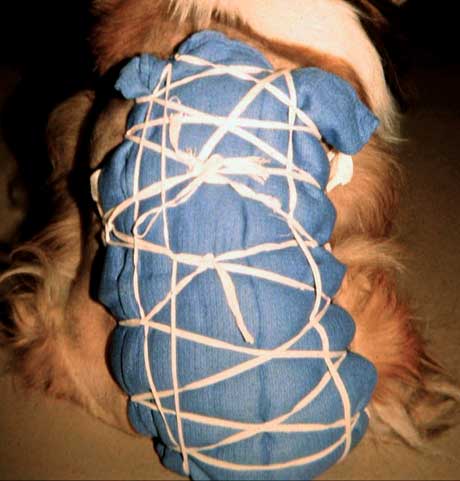 Tie-over bandage: Photo 4 | dvm360