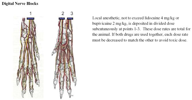 Nerve blocks improve general anesthesia (Proceedings)