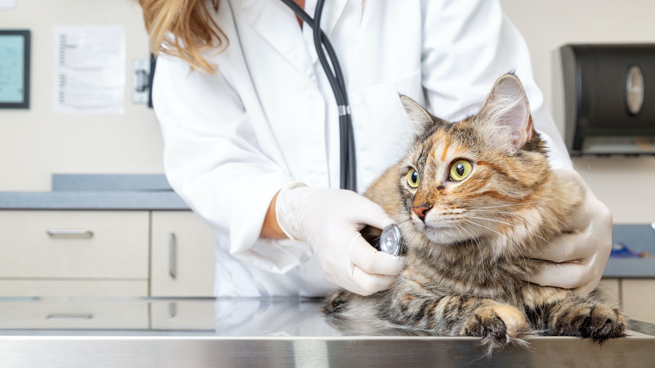Age matters for feline healthcare