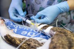 Fluid therapy: Choosing the best solution for each patient