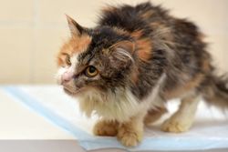 Diagnosis and management of the cushingoid diabetic dog (Proceedings)
