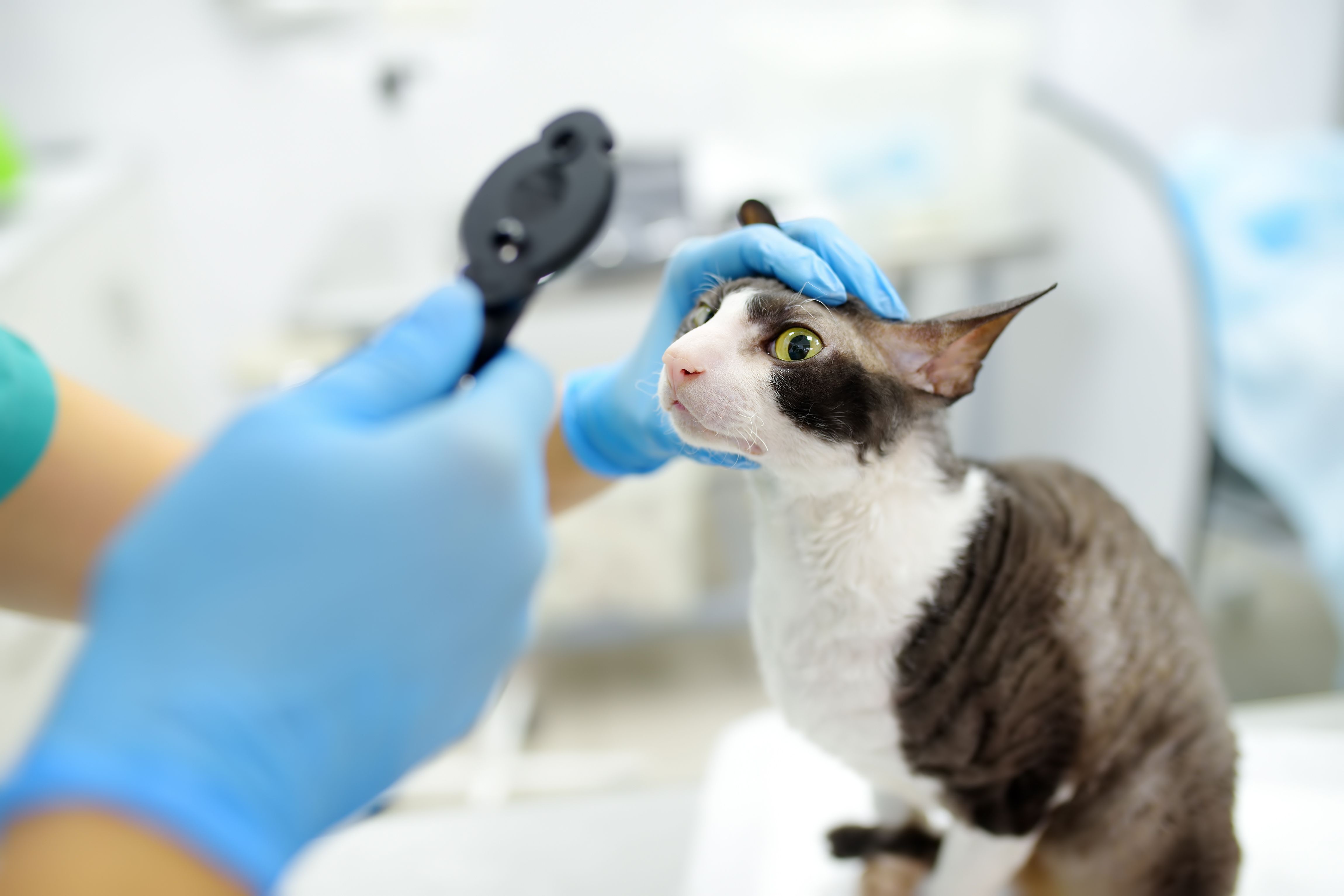 Mastering feline conjunctivitis cases
