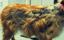 Clinical appearance of recurrent bacterial pyoderma can vary by patient ...