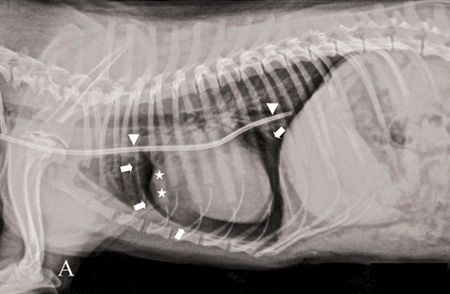 What Is Dog Diaphragmatic Hernia