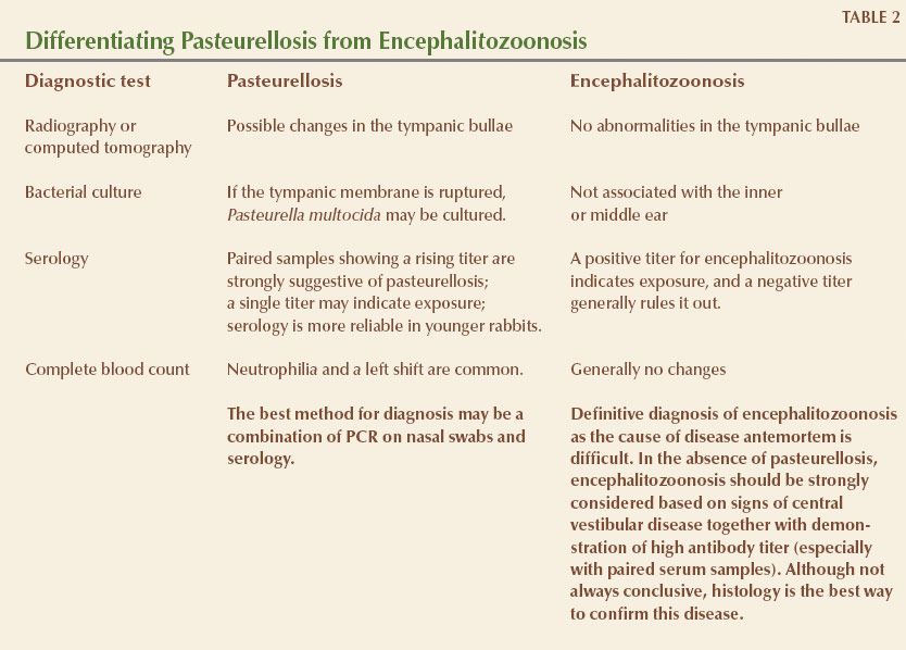 Diagnosing and treating common neurologic diseases in rabbits | dvm360