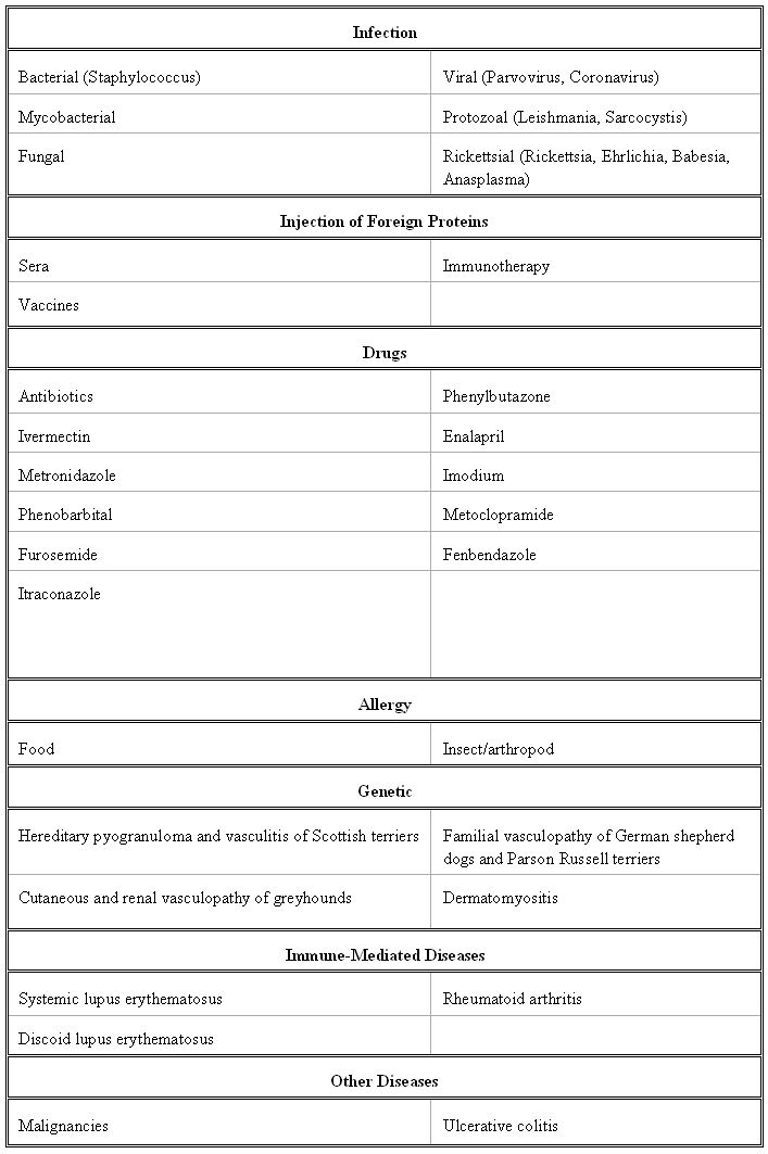 Cutaneous vasculitis in dogs (Proceedings)