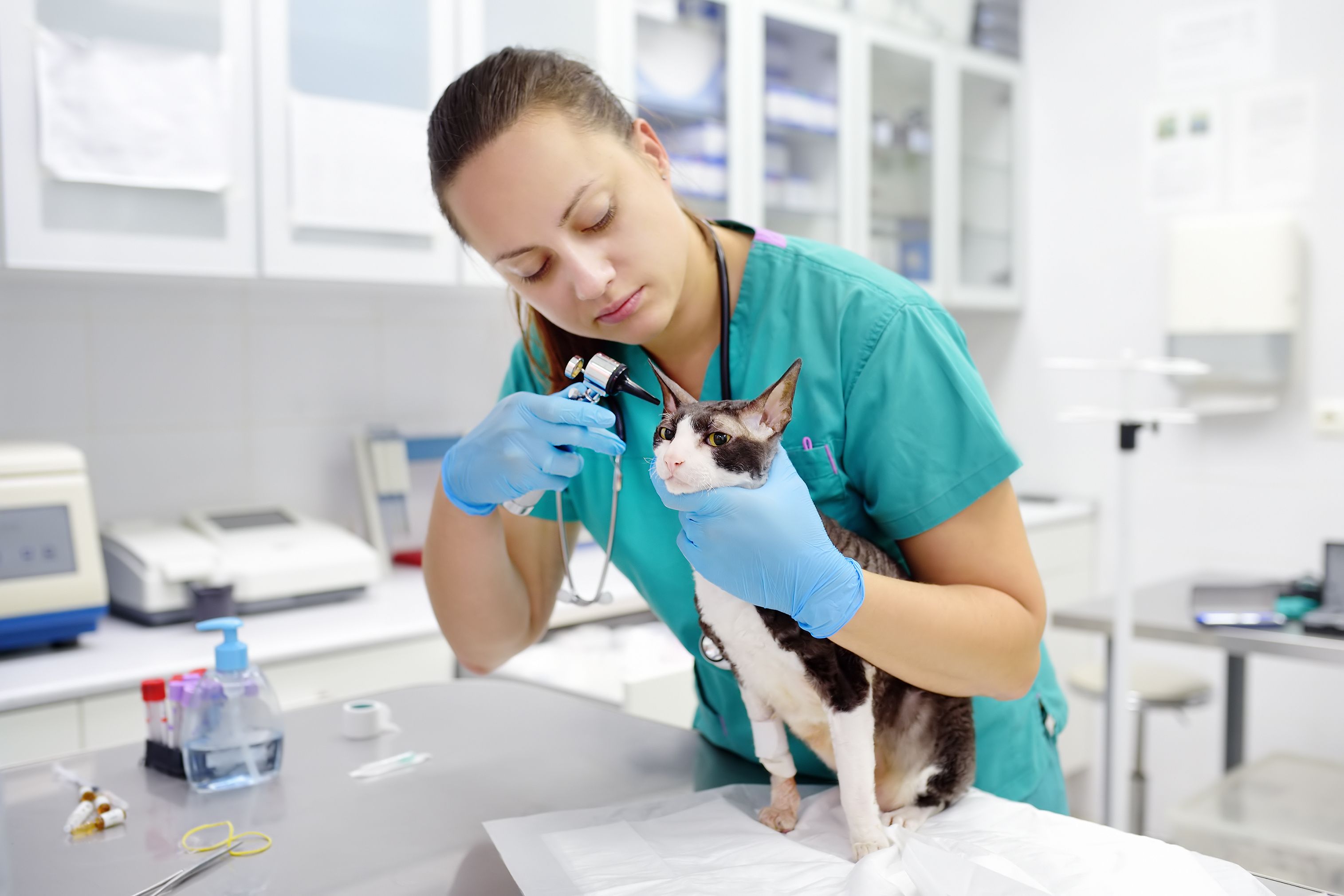 GlobalVetLink and Veterinary Innovative Partners teams up to streamline ...