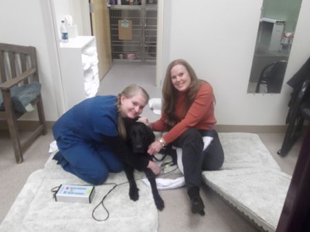 Photo gallery: 3 remarkable stories of canine rehab recovery