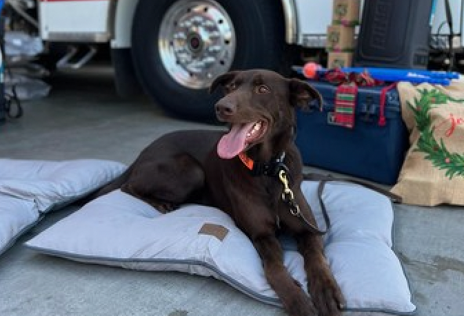 VCA Charities announces "A Home for the Holidays" campaign