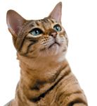 Feline infectious peritonitis: Strategies for diagnosing and treating ...