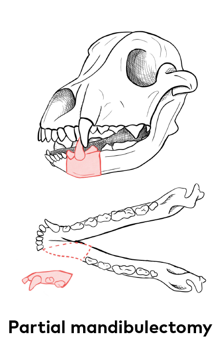 The ABCs of veterinary dentistry: O is for oral masses of the malignant ...