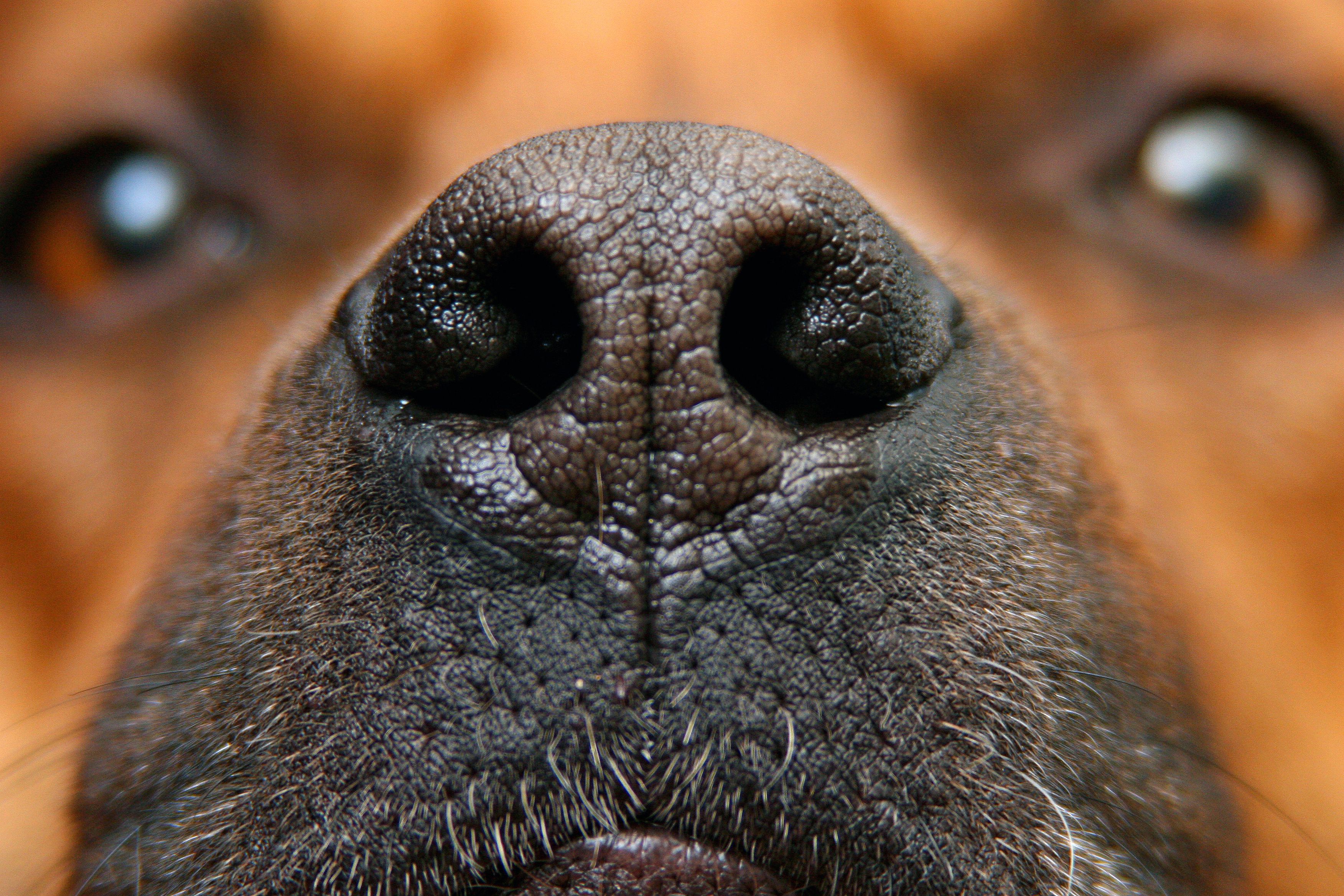 Dogs can sniff out hemangiosarcoma in blood samples, early study shows ...