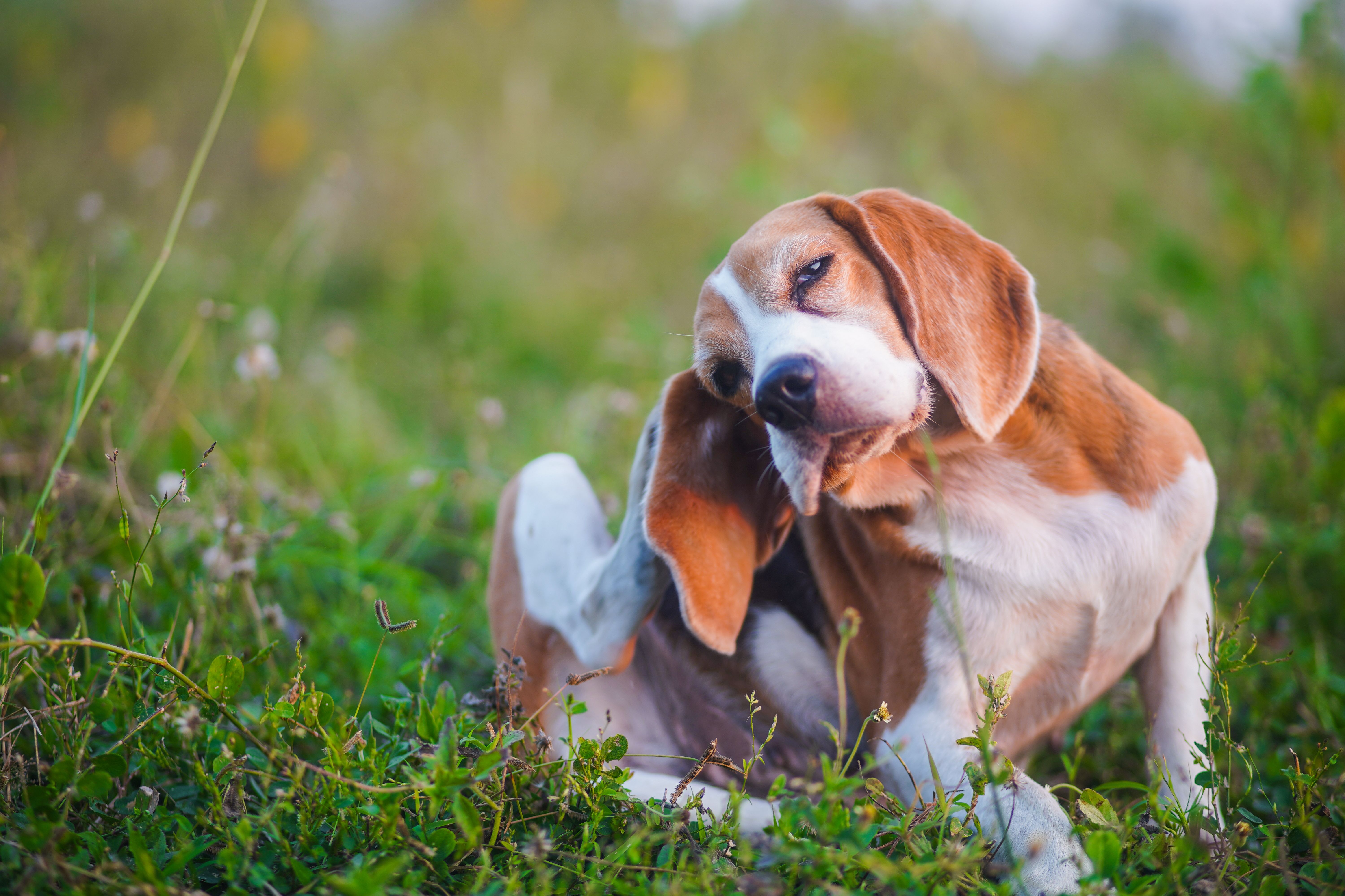 Blue Tick Beagle Puppy