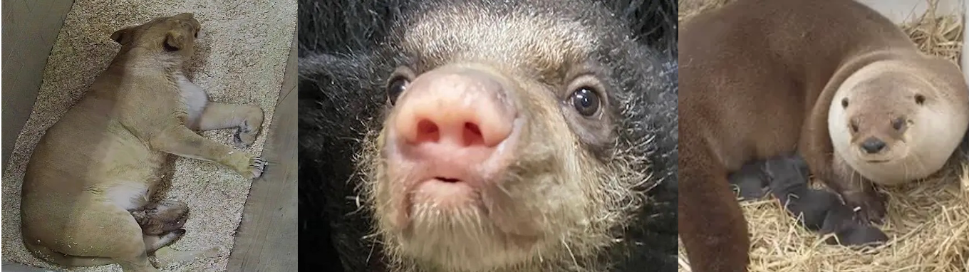 3 Must-reads on the latest zoo animal births