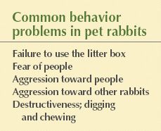 Understanding rabbit behavior and preventing and treating behavior problems