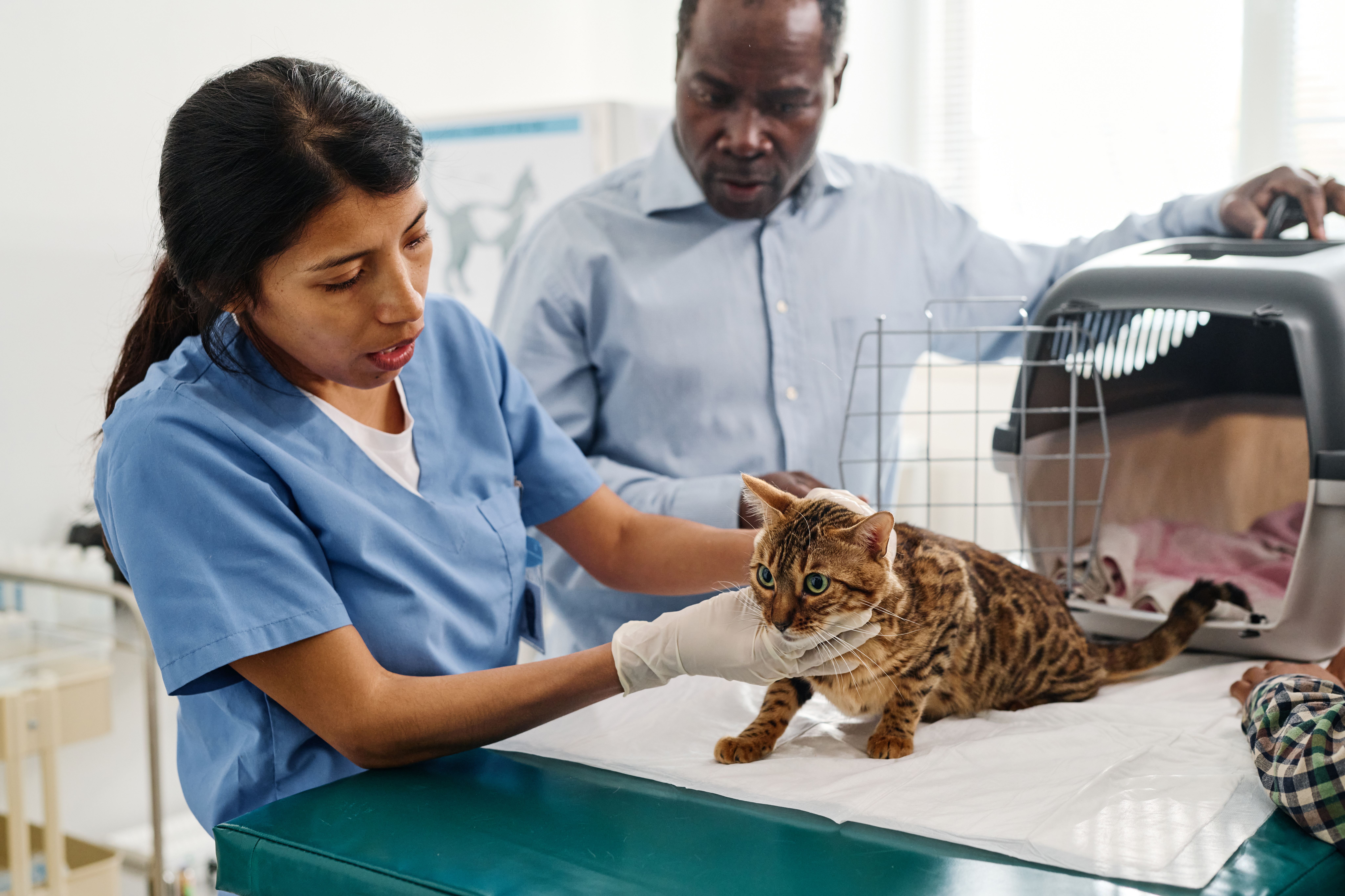 Private veterinary practice group supports Latinx Veterinary Medical ...