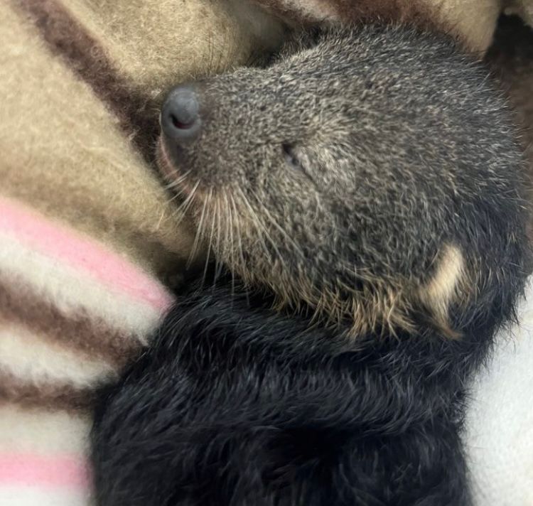 3 “bearcats” born at Zoo Atlanta | dvm360