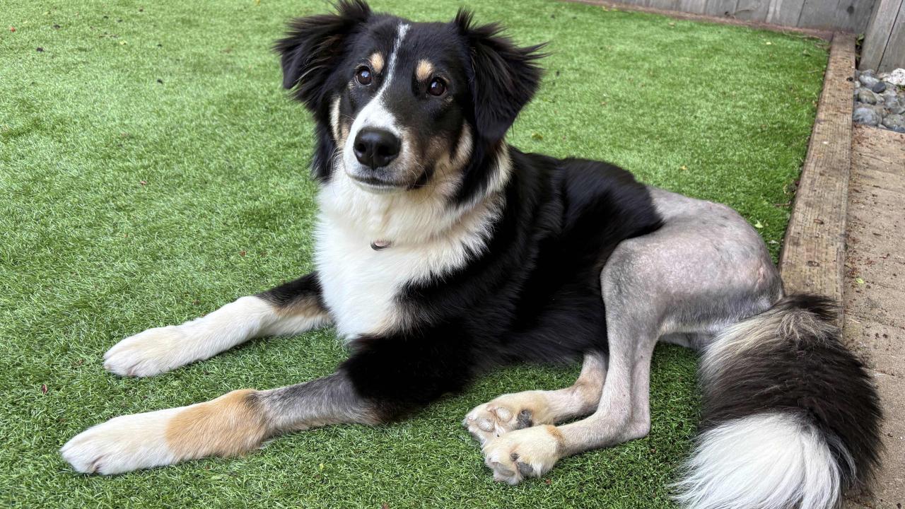 Dog rescued from landfill undergoes complex orthopedic surgery at UC ...