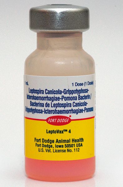 Fort Dodge Animal Health unveils Leptospira vaccine