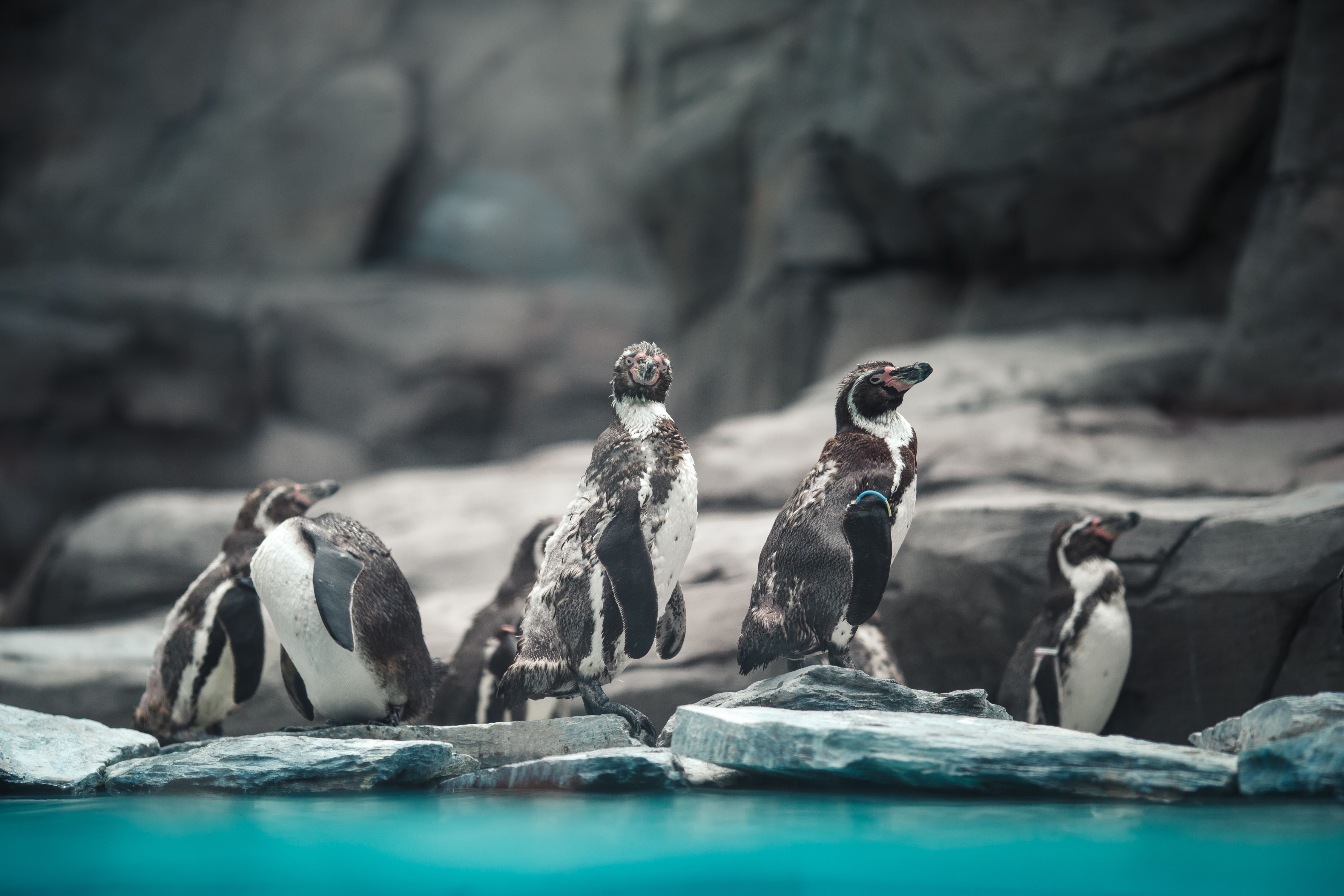 Denver Zoo reveals new penguin habitat