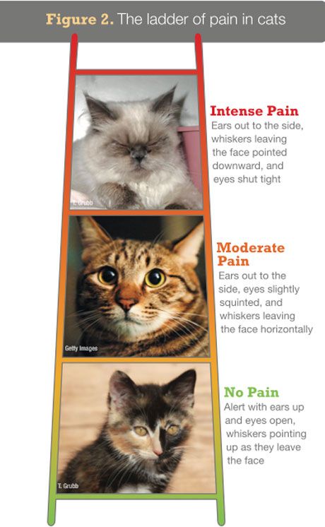 Spotlight on acute pain in cats: Improving your assessment, treatment ...